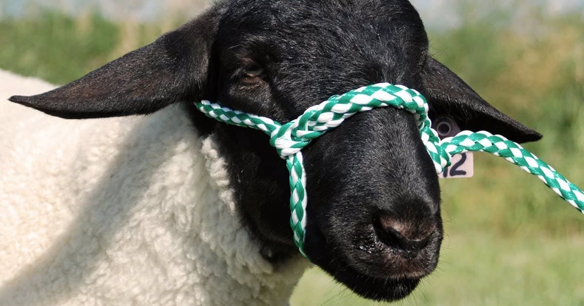 Welcome to our Sheep (100s of articles about sheep) - RaisingSheep.net