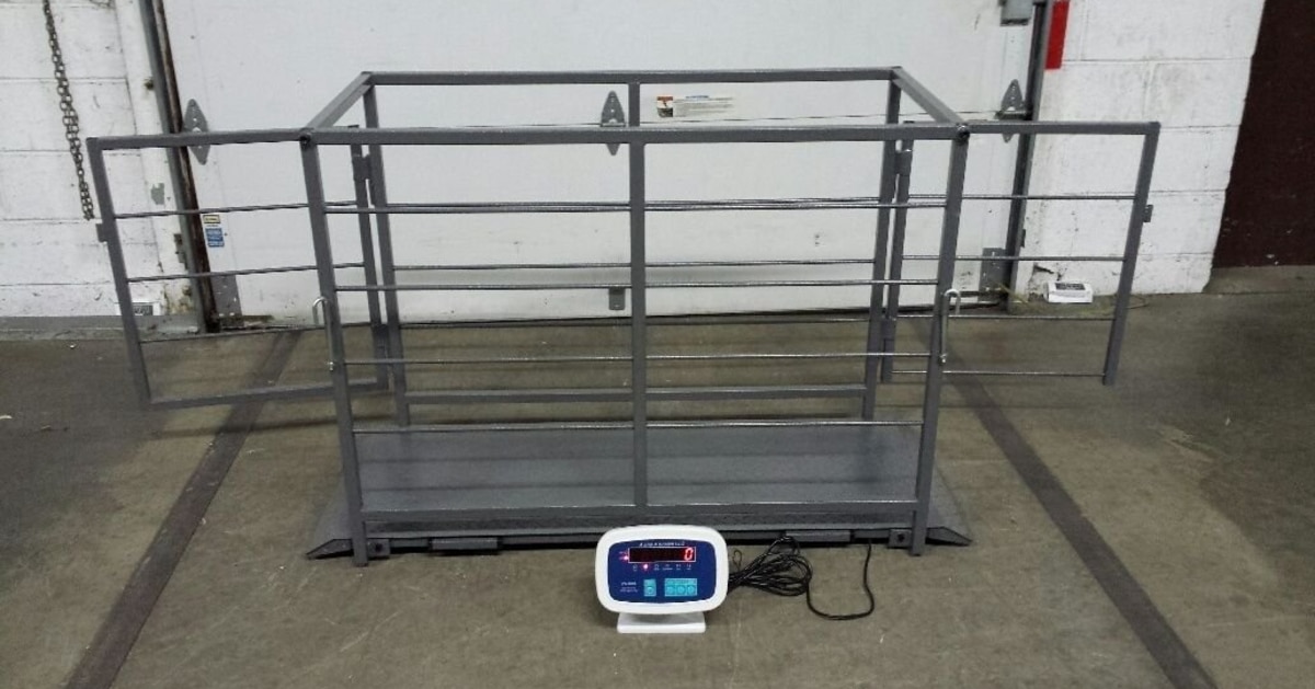 Sheep Scales Best Lamb Weighing Scales For Sale