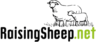 Polypay Sheep Breed Information, History & Facts - RaisingSheep.net
