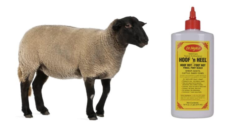 Dr. Naylor's Hoof n' Heel Review (16 oz) | Zinc Sulfate Foot Rot Treatment