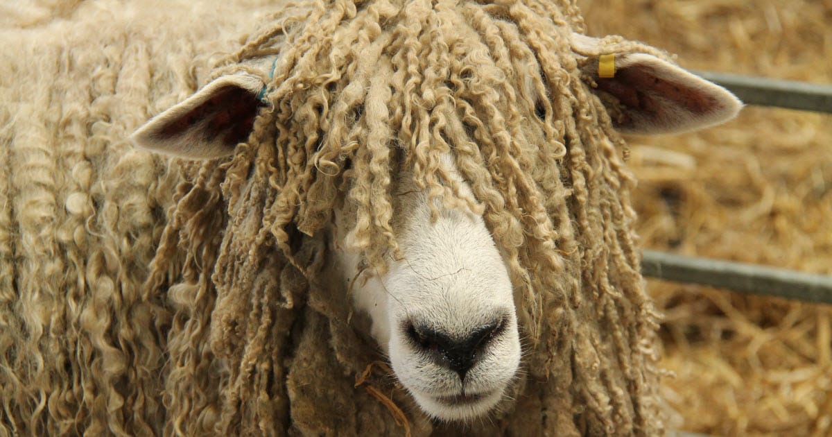 Sheep Breeds List | Discover & Learn About 50+ Unique Breeds of Sheep