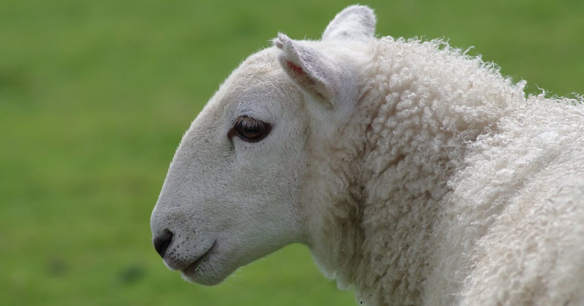 Sheep Breeds List | Discover & Learn About 50+ Unique Breeds of Sheep