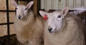 North Country Cheviot Sheep Breed Information, History & Facts