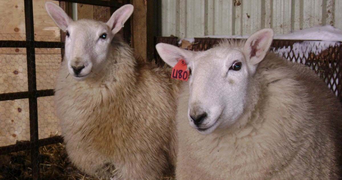Sheep Breeds List | Discover & Learn About 50+ Unique Breeds of Sheep