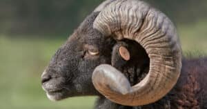 Ouessant Sheep Breed Information, History & Facts - RaisingSheep.net
