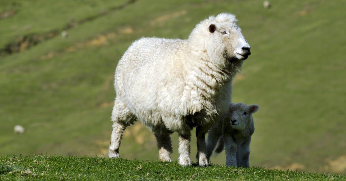 Wool Sheep Breeds List [Fine Wool & Long Wool Breeds of Sheep]
