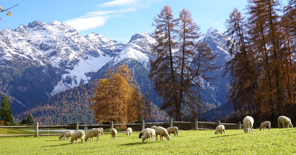 Sheep Fencing Guide (sheep fence options, ideas & cost estimates)