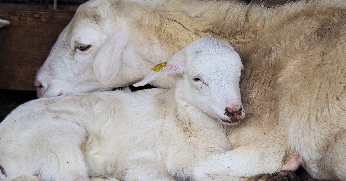 St Croix Sheep Breed Information, History & Facts - RaisingSheep.net