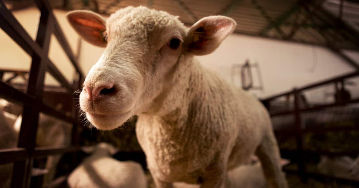 Sheep Events and Wool Festivals in the USA - RaisingSheep.net