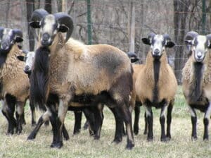 American Blackbelly Sheep Breed Information, History & Facts