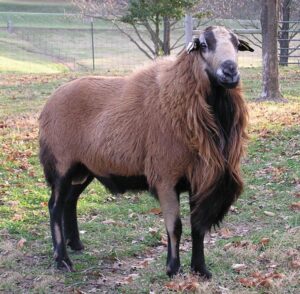 Barbados Blackbelly Sheep Breed Information, History & Facts