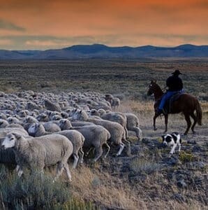 Sheep Herding Dogs | Herding Sheep Dogs - RaisingSheep.net