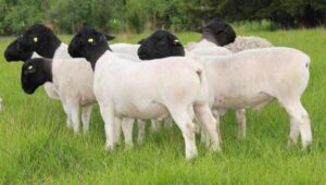 Dorper Sheep Breed Information, History & Facts - RaisingSheep.net
