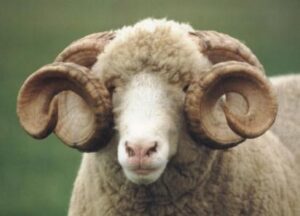 Dorset Sheep Breed Information, History & Facts - RaisingSheep.net