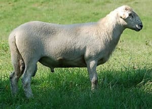 Katahdin Sheep Breed Information, History & Facts - RaisingSheep.net