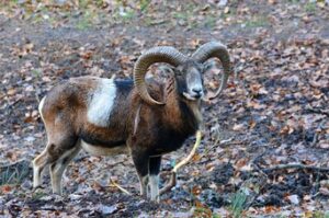 Mouflon Sheep Breed Information, History & Facts - RaisingSheep.net