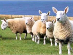 North Country Cheviot Sheep Breed Information, History & Facts