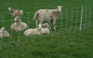 Keeping Sheep (how to prepare your farm & yourself) - RaisingSheep.net