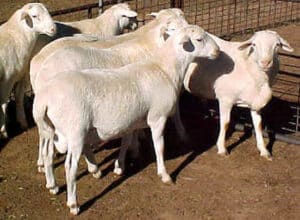 Royal White Sheep Breed Information, History & Facts - RaisingSheep.net
