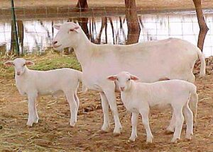 Royal White Sheep Breed Information, History & Facts - RaisingSheep.net