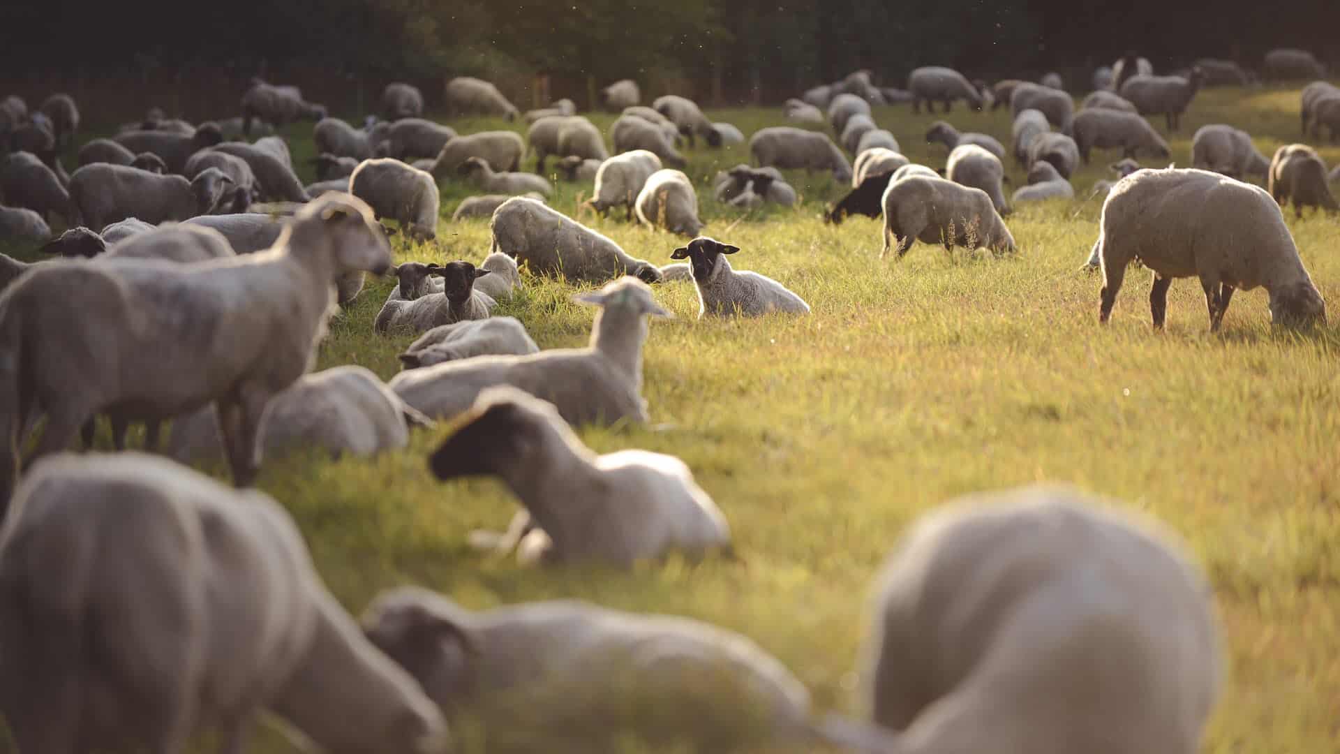 Sheep Breeds List | Discover & Learn About 50+ Unique Breeds of Sheep Sheep Breeds List | Discover & Learn About 50+ Unique Breeds of Sheep