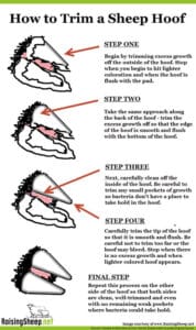 How to Trim Sheep Hooves (step by step) - RaisingSheep.net