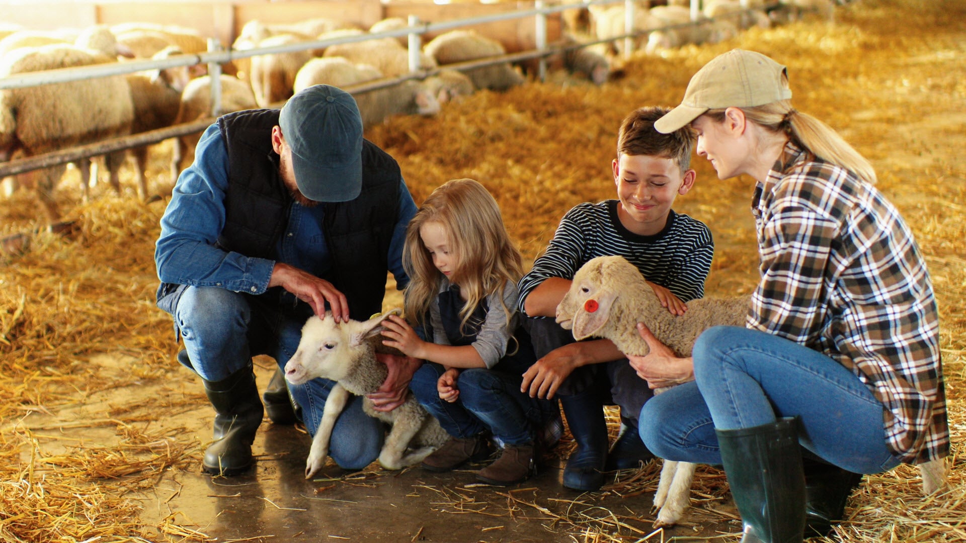 4H Sheep Project: Showing 4-H Lambs & Sheep - RaisingSheep.net