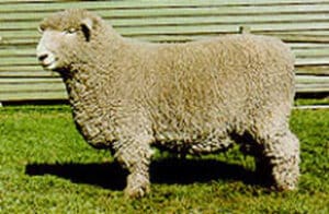 Romney Sheep Breed Information, History & Facts - RaisingSheep.net