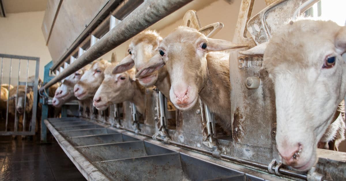 Dairy Sheep Farming (how to set up & operate a sheep dairy farm)