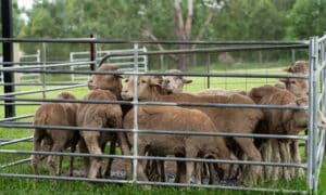 Sheep Wormer Guide (medications, dosage, schedule & more)