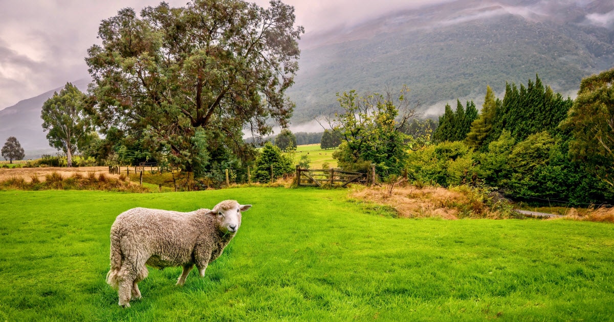 Do Sheep Have Tails? (why some sheep have long tails, and others don't)
