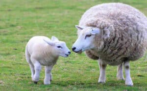 Lambing Time Tips, Equipment & Best Practices [COMPLETE GUIDE]