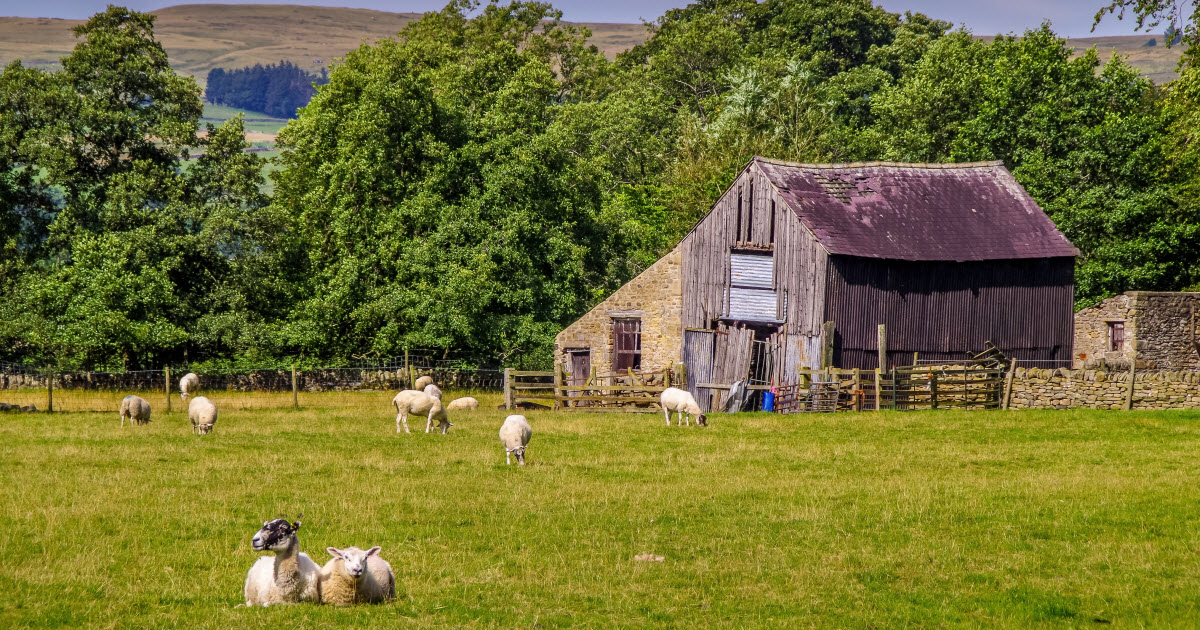 How Long do Sheep Live? (oldest sheep ever + typical causes of death)