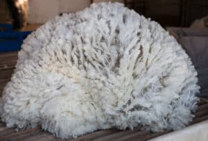 What to Do With Sheep Wool after Shearing? - RaisingSheep.net