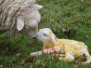 Lambing Time Tips, Equipment & Best Practices [COMPLETE GUIDE]
