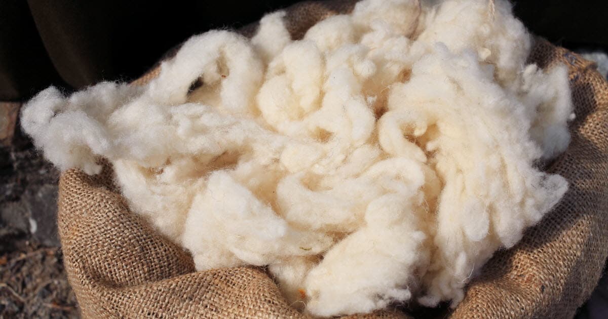 Where Does Wool Come From? (and how does it become mittens)