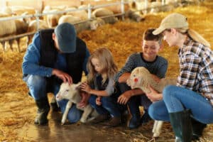 Raising Sheep | Learn How to Raise Sheep - RaisingSheep.net