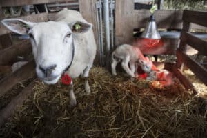 Sheep Housing: Sheep Barns, Sheds & Lamb Barns - RaisingSheep.net