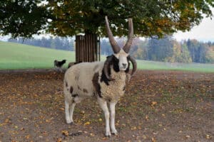 Jacob Sheep Breed Information, History & Facts - RaisingSheep.net