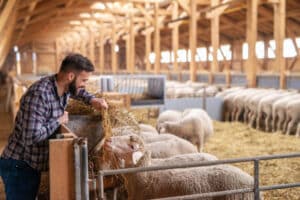 Sheep Housing: Sheep Barns, Sheds & Lamb Barns - RaisingSheep.net