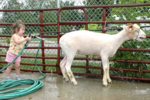Washing Sheep for Showing | How to Wash Sheep for Show at the Fair