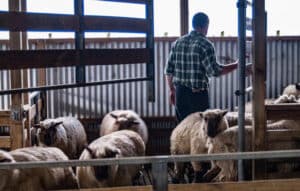 How Long do Sheep Live? (oldest sheep ever + typical causes of death)