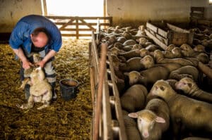 Foot Rot in Sheep | Hoof Rot in Sheep - RaisingSheep.net