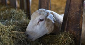 Haylage vs Hay Comparison (what are the differences?)
