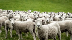 How Long do Sheep Live? (oldest sheep ever + typical causes of death)