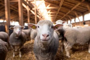 67 Facts About Sheep You Have to Read to Believe! - RaisingSheep.net