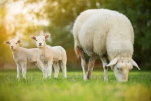 How Long do Sheep Live? (oldest sheep ever + typical causes of death)