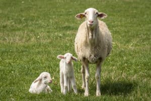 How Long do Sheep Live? (oldest sheep ever + typical causes of death)