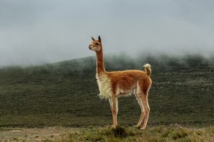 Types of Wool and the Unique Sheep and Places They Come From
