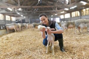 Dairy Sheep Farming (how to set up & operate a sheep dairy farm)